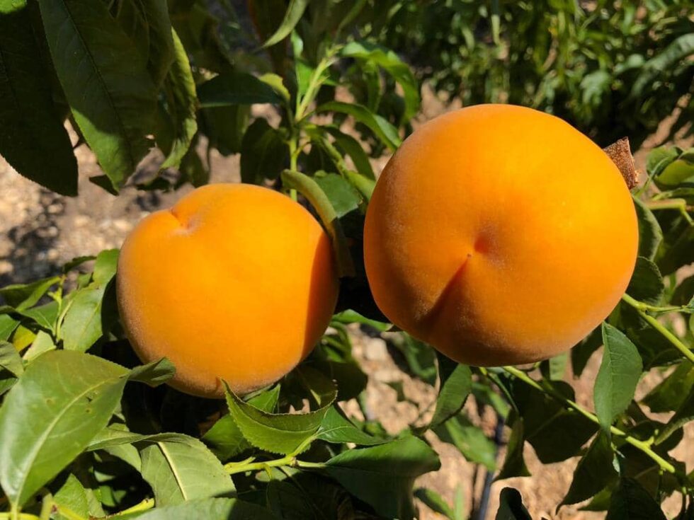 Melocotones | Vivers Viladegut